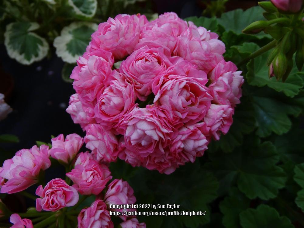 Photo of the bloom of Rosebud Pelargonium (Pelargonium 'Australian Pink ...