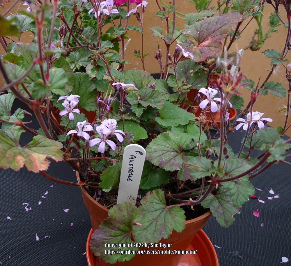 Photo of the entire plant of Austral Stork's Bill (Pelargonium australe ...