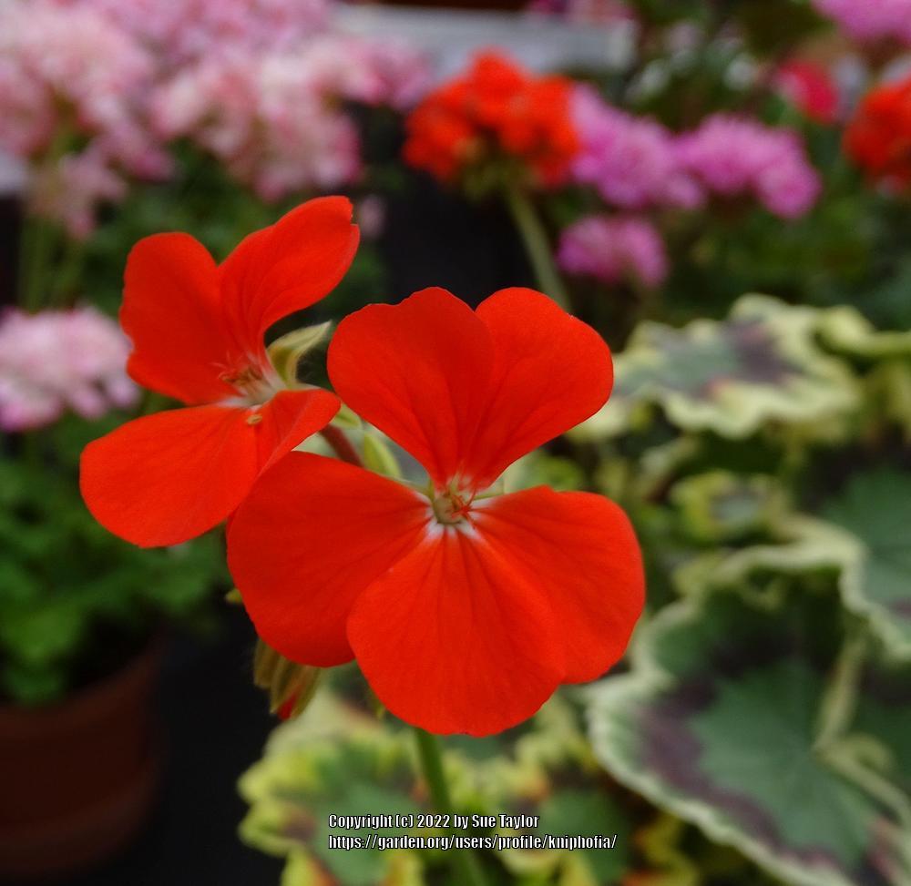 Photo of the bloom of Zonal Geranium (Pelargonium x hortorum 'Mrs ...