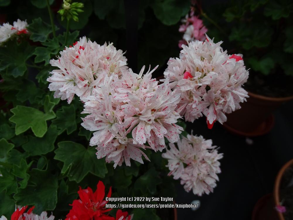 Photo of the bloom of Stellar Pelargonium (Pelargonium 'Fairy Lights ...