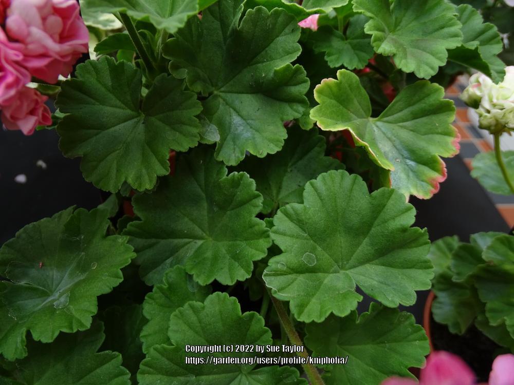 Photo of the leaves of Rosebud Pelargonium (Pelargonium 'Australian ...
