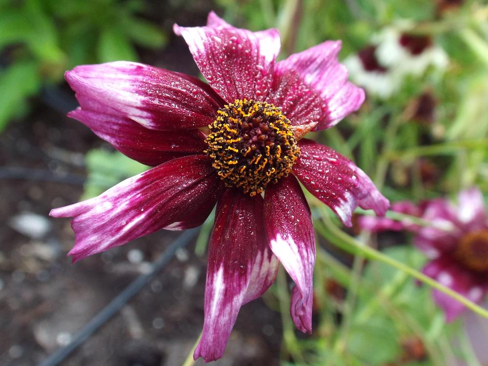 Photo of the bloom of Coreopsis 'Incredible' posted by poisondartfrog ...
