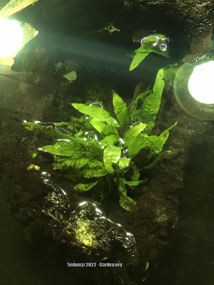 Java Fern (Microsorum pteropus var. minor) - Garden.org