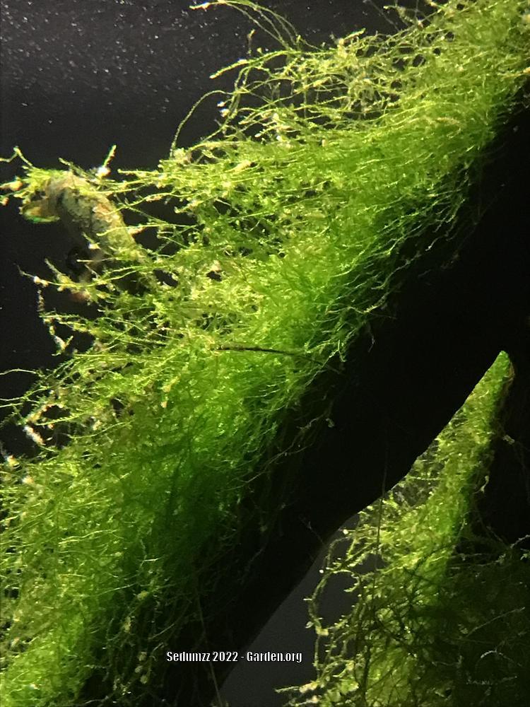 Photo of the entire plant of Java Moss (Vesicularia dubyana) posted by ...