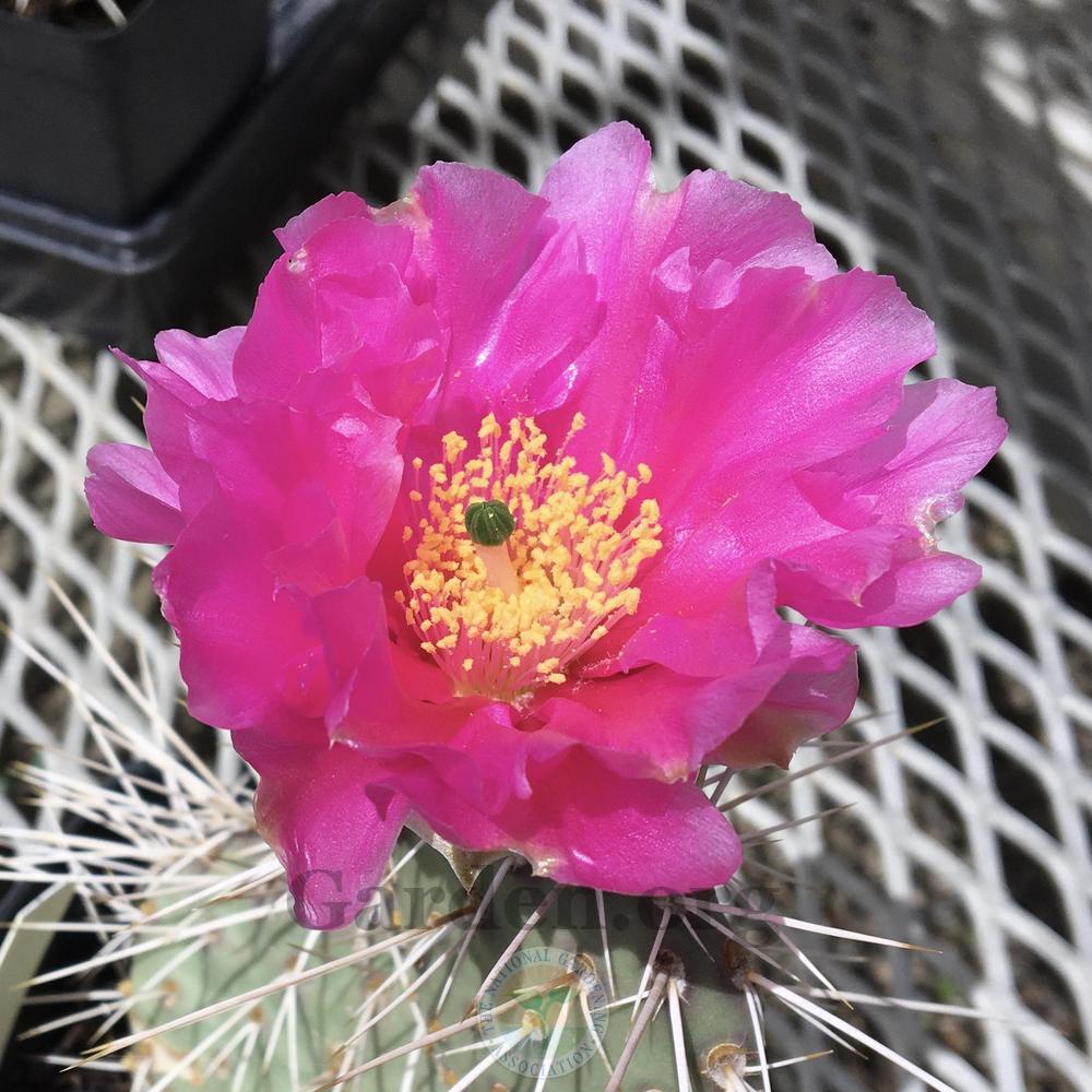Photo of the bloom of Pricklypear (Opuntia polyacantha 'Pink Glory ...