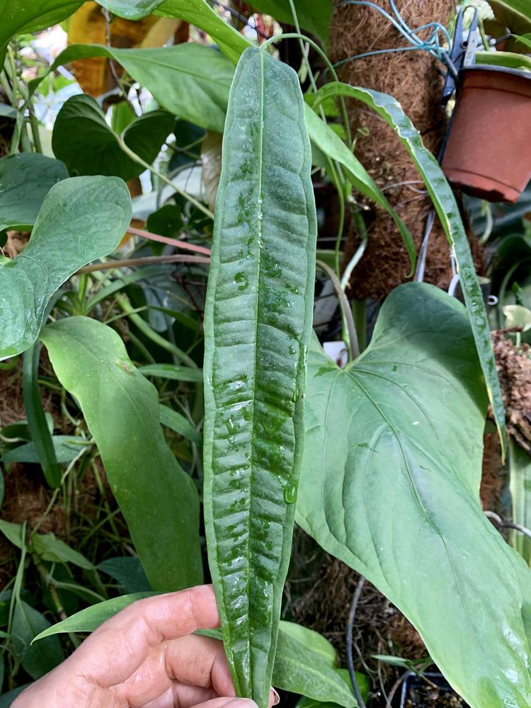 Photo of the leaves of Anthurium 'Lutheri' posted by Gina1960 - Garden.org