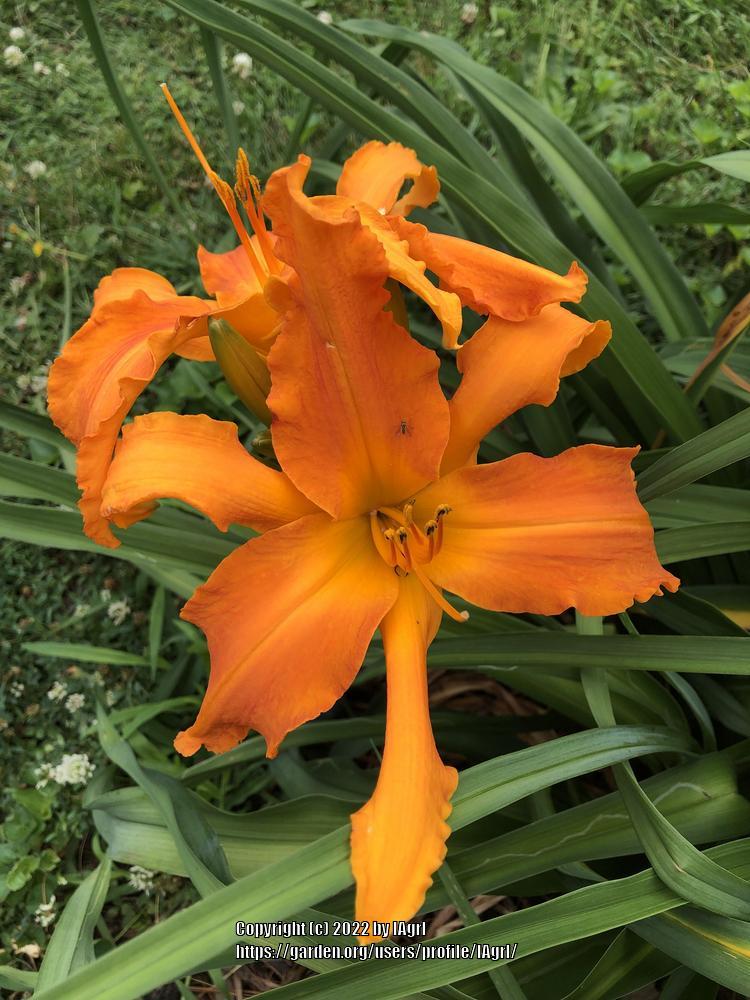 Daylily (Hemerocallis 'Primal Scream') in the Daylilies Database ...