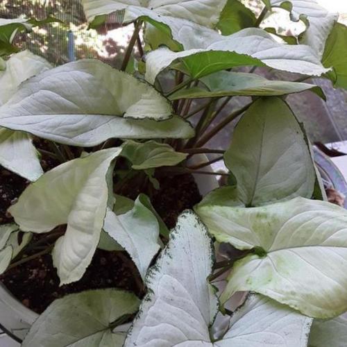 Nephthytis (Syngonium 'Holly') in the Syngoniums Database - Garden.org