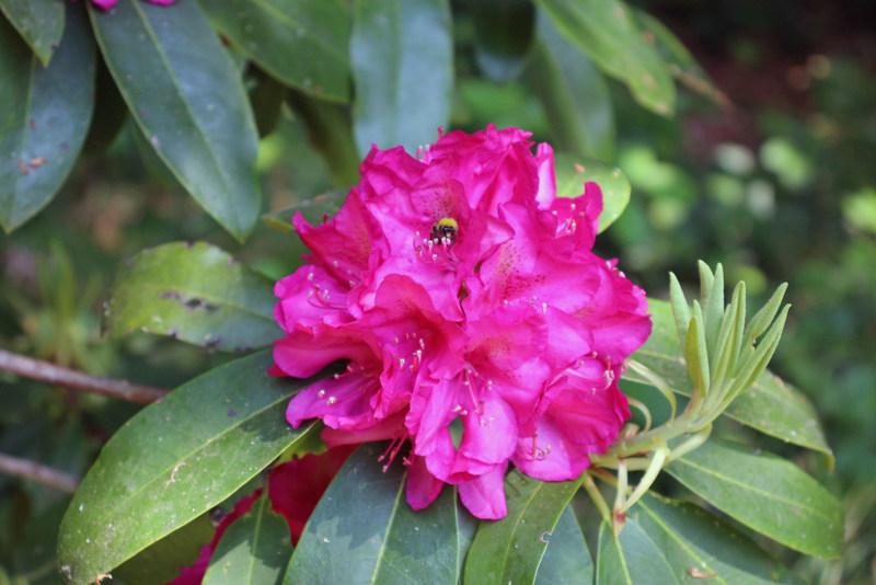 Photo of the bloom of Rhododendron 'Edward S. Rand' posted by ...