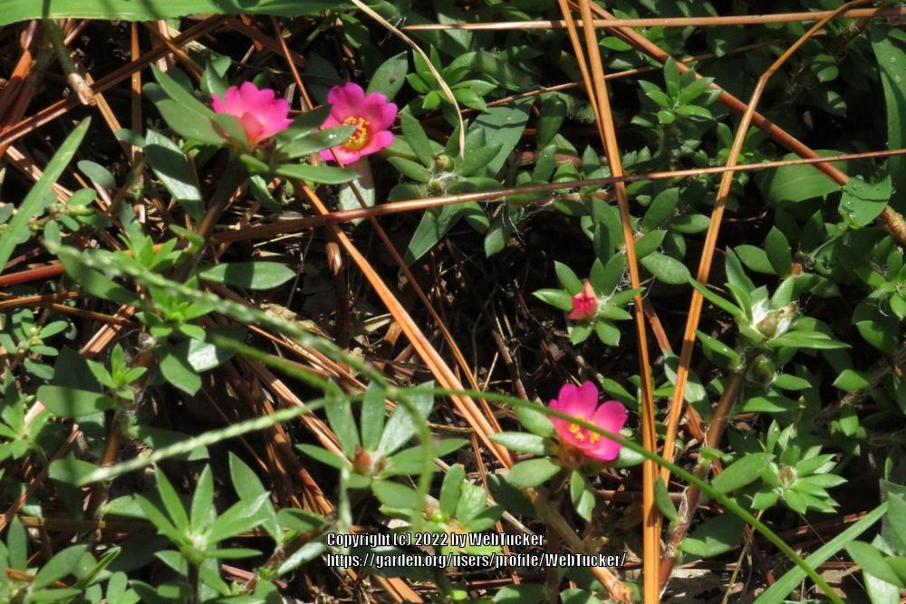 Photo of the entire plant of Kiss Me Quick (Portulaca pilosa) posted by ...