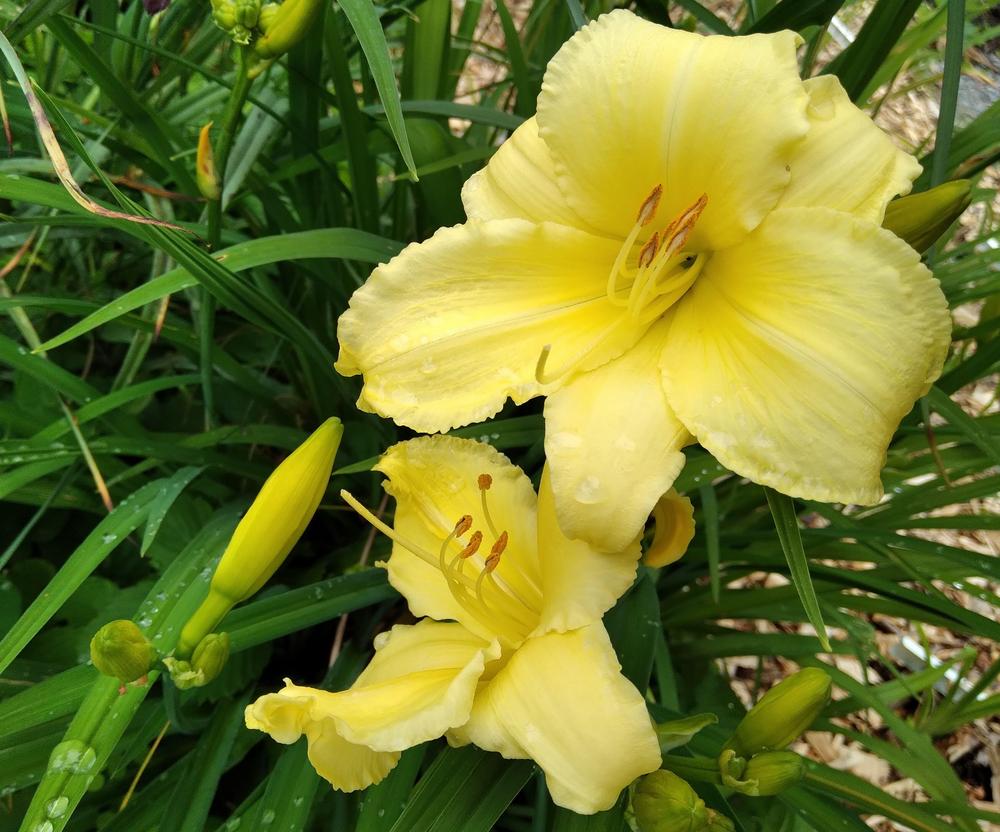 Photo of the closeup of buds, sepals and receptacles of Daylily ...