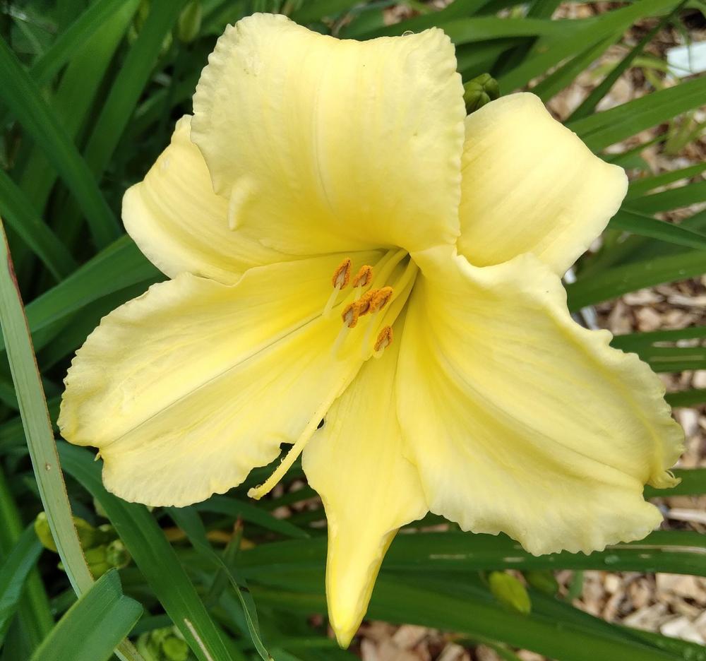 Daylily (Hemerocallis 'Fragrant Returns') in the Daylilies Database ...
