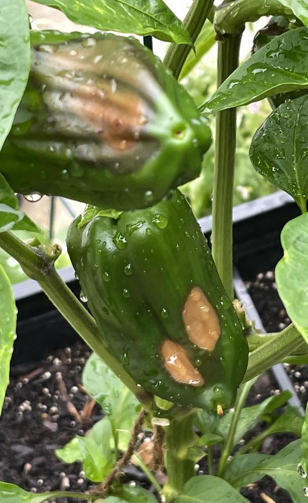 red and yellow peppers ruined by soft brown scab while still green in ...