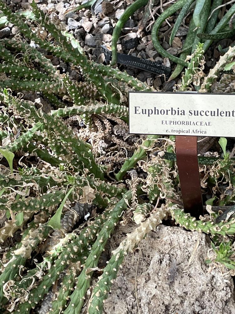 Photo of the entire plant of Monadenium (Euphorbia succulenta) posted by jooshewa - Garden.org