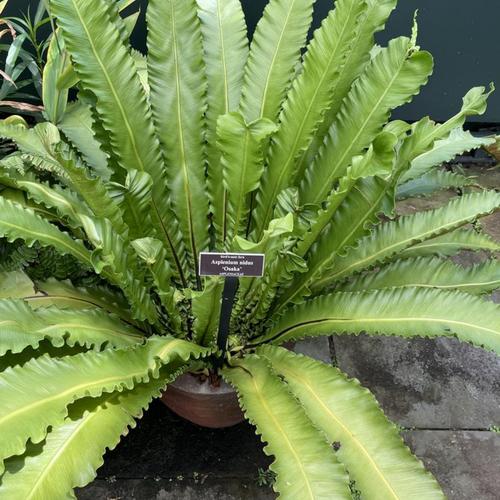 Bird's Nest Fern (Asplenium nidus 'Osaka') - Garden.org