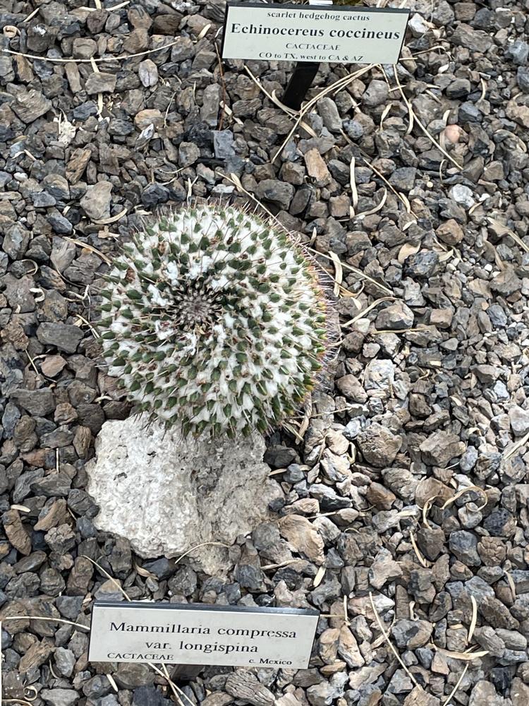 Photo of the entire plant of Biznaga Comprimida (Mammillaria compressa ...