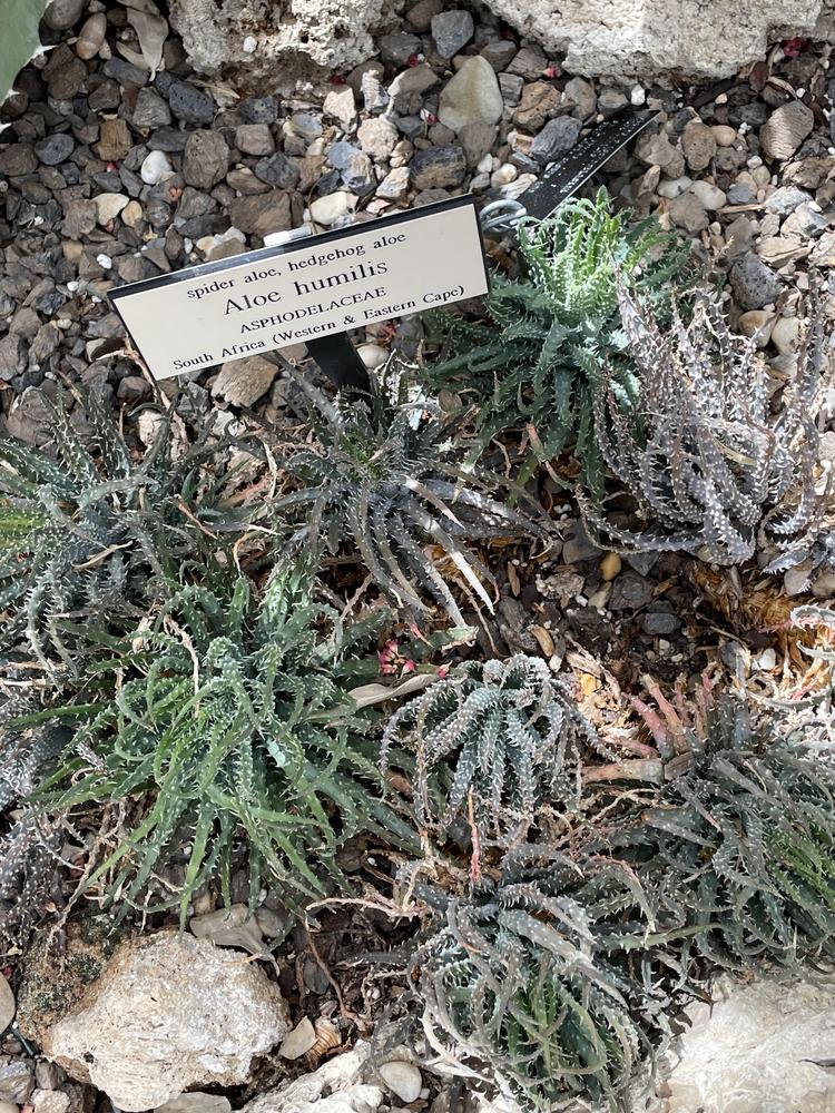 Photo of the entire plant of Spider Aloe (Aloe humilis) posted by ...