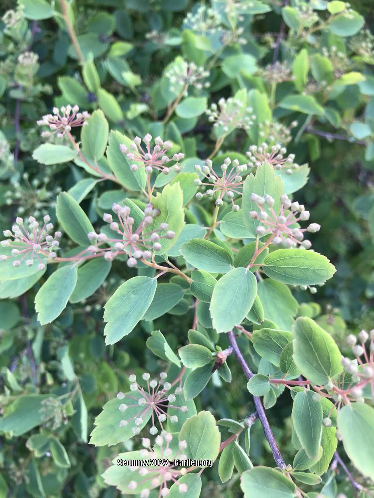 Photo of the entire plant of Reeves Spiraea (Spiraea cantoniensis ...