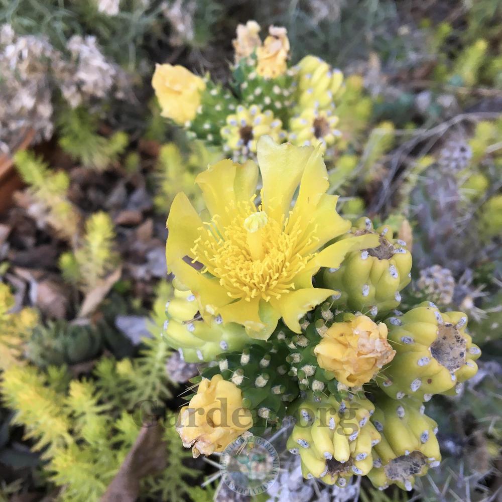Photo of the bloom of Whipple's Cholla (Cylindropuntia whipplei) posted ...