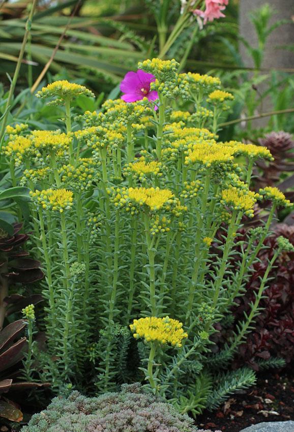 Photo of the bloom of Stonecrop (Petrosedum rupestre subsp. rupestre ...