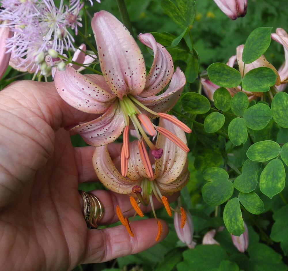 Lily (Lilium 'Sweet Betsy') in the Lilies Database - Garden.org