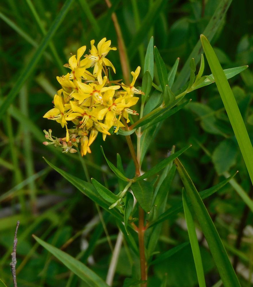 Photo of the leaves of Swamp Candles (Lysimachia terrestris) posted by ...