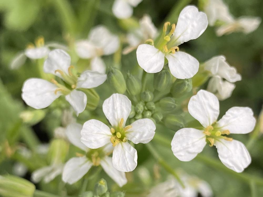 Photo of the bloom of Radish (Raphanus sativus 'French Breakfast ...