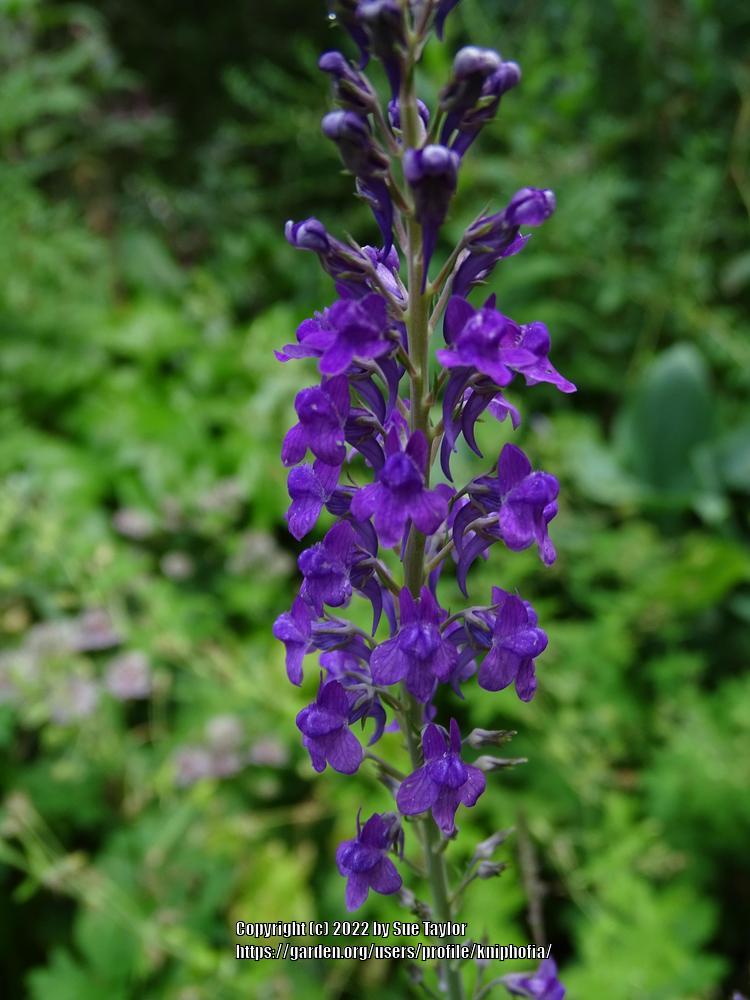 Photo of the bloom of Purple Toadflax (Linaria purpurea) posted by ...