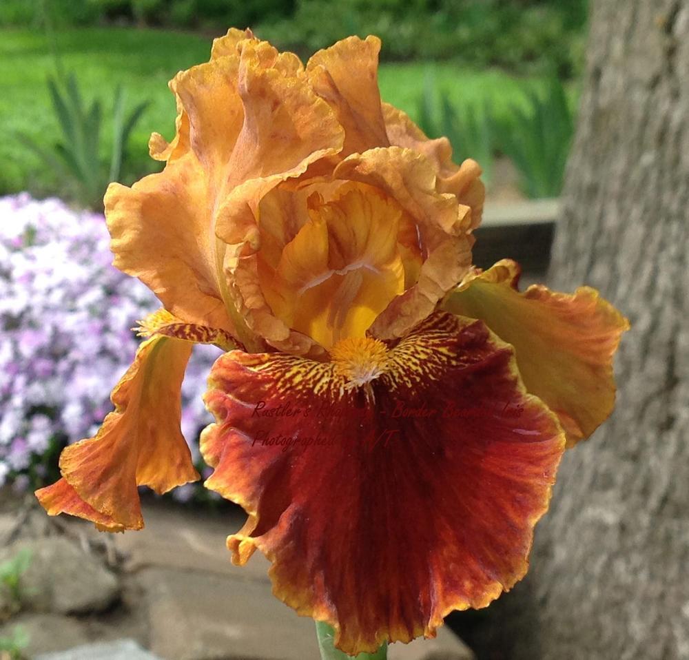 Photo of the bloom of Border Bearded Iris (Iris 'Rustler's Rhapsody ...