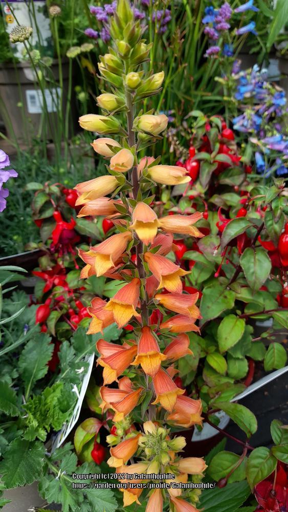 Foxglove (Digitalis Digiplexis® Firecracker) in the Foxgloves Database ...