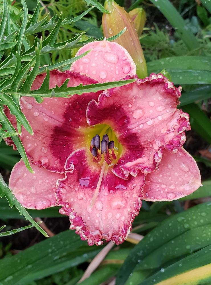 Photo of the bloom of Daylily (Hemerocallis 'Strawberry Sweetheart ...