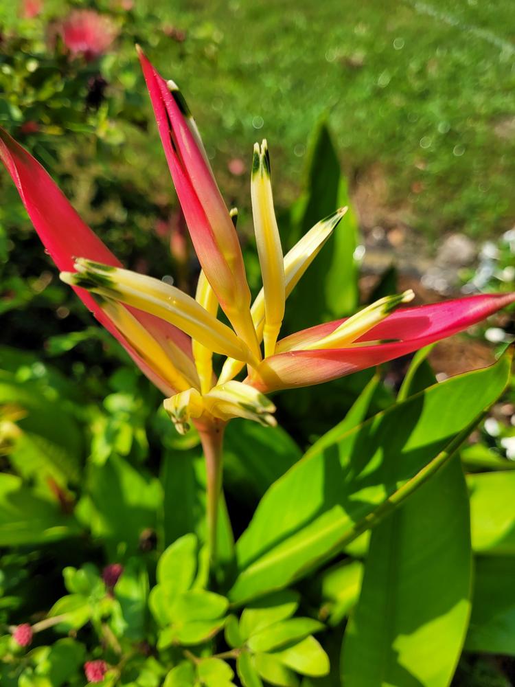 Photo of the bloom of Parrot's Beak (Heliconia psittacorum) posted by ...