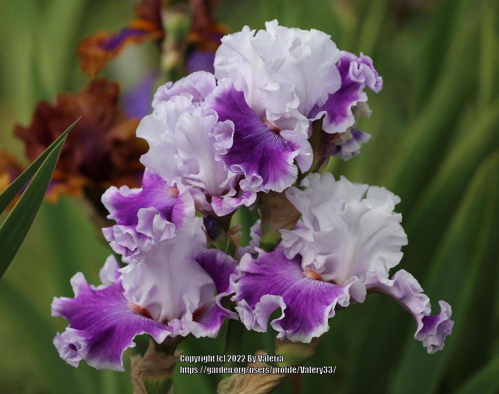 Photo of the bloom of Tall Bearded Iris (Iris 'Whirl and Sparkle ...