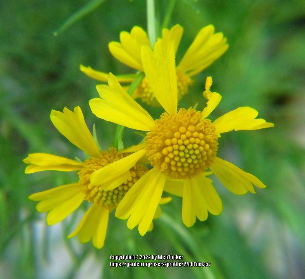 Photo of the bloom of Bitterweed (Helenium amarum) posted by WebTucker ...