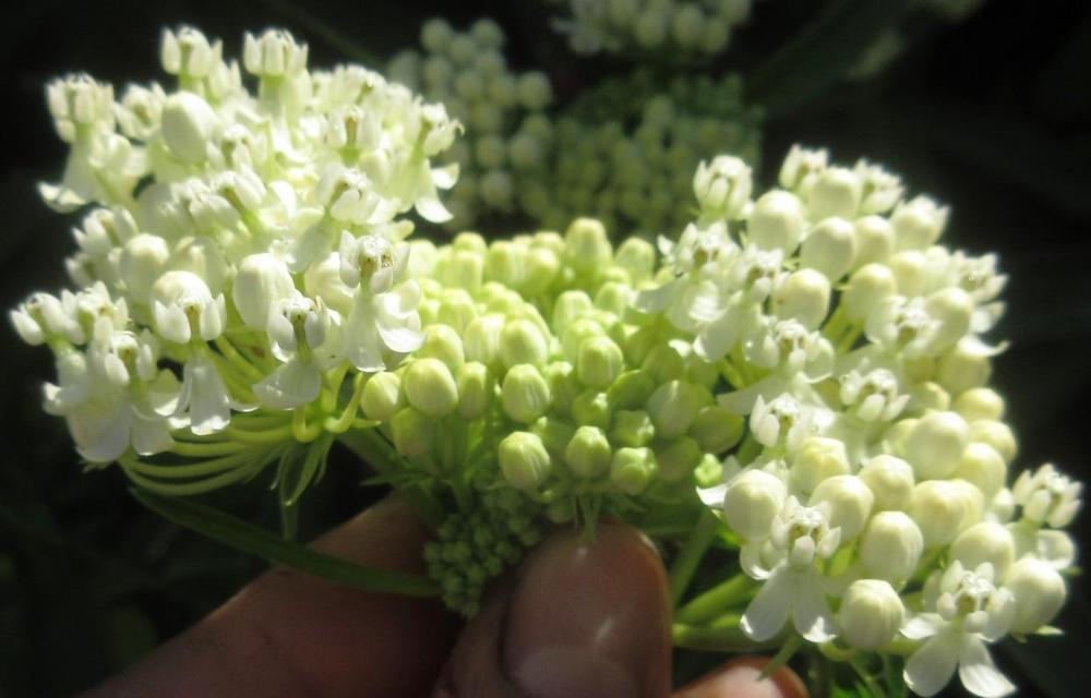 Photo of the bloom of Swamp Milkweed (Asclepias incarnata 'Ice Ballet ...