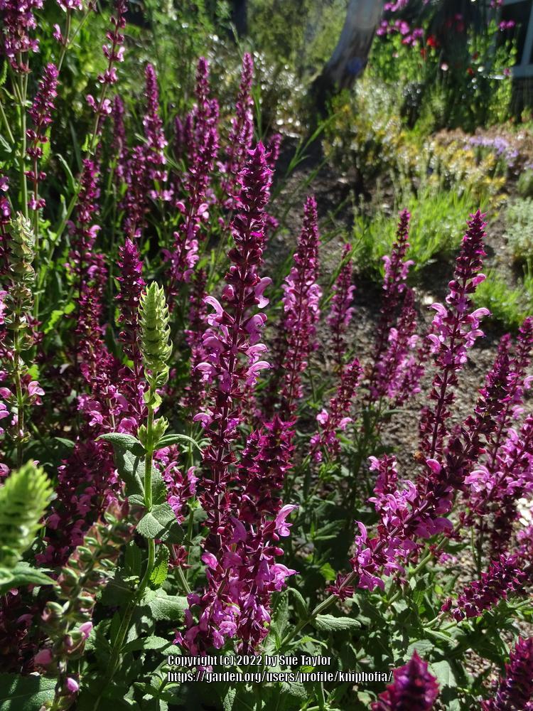 Photo of the bloom of Salvia (Salvia nemorosa 'Rose Queen') posted by ...