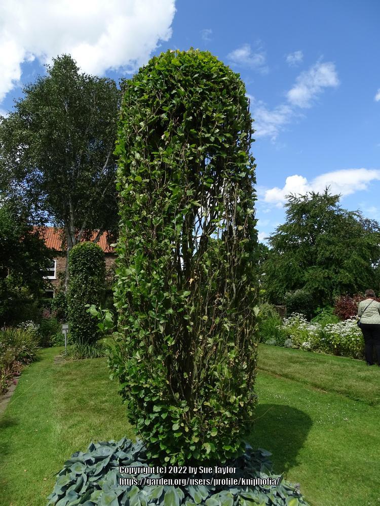 European Beech (Fagus sylvatica 'Dawyck Gold') - Garden.org