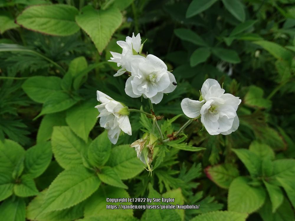 Photo of the bloom of Geranium (Geranium pratense 'Laura') posted by ...