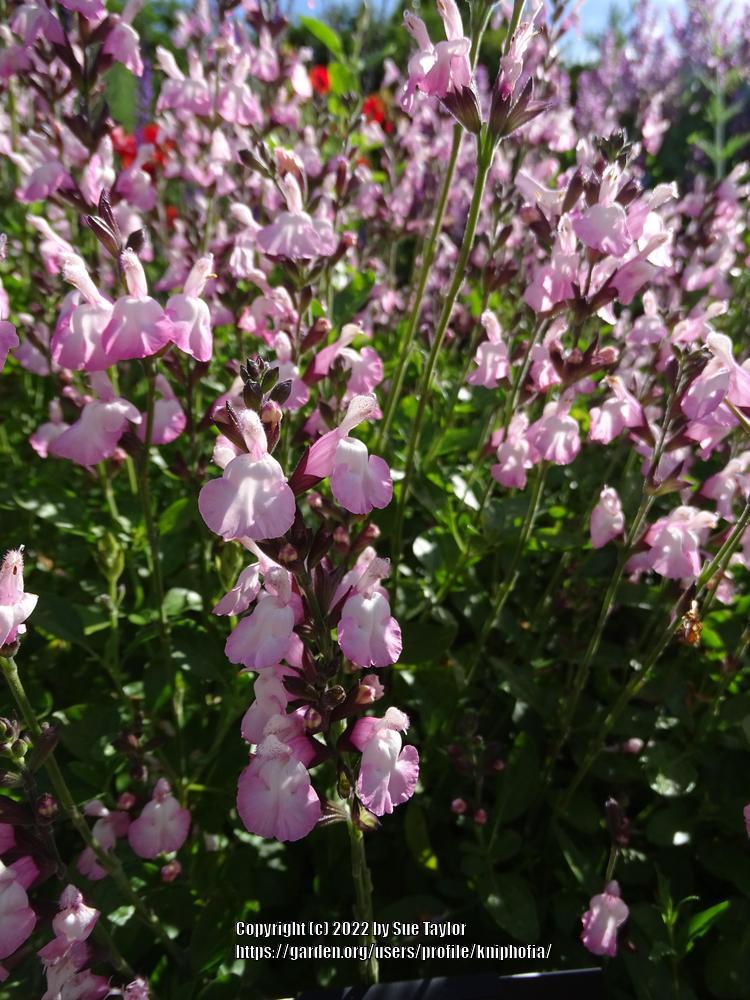 Baby Sage (Salvia microphylla 'Anduus') in the Salvias Database ...