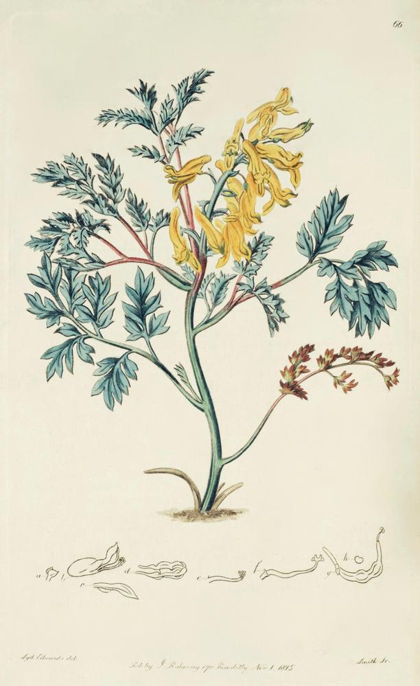 Golden Corydalis (Corydalis aurea) - Garden.org