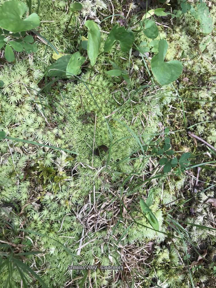 Photo of the entire plant of Pincushion Moss (Leucobryum glaucum ...