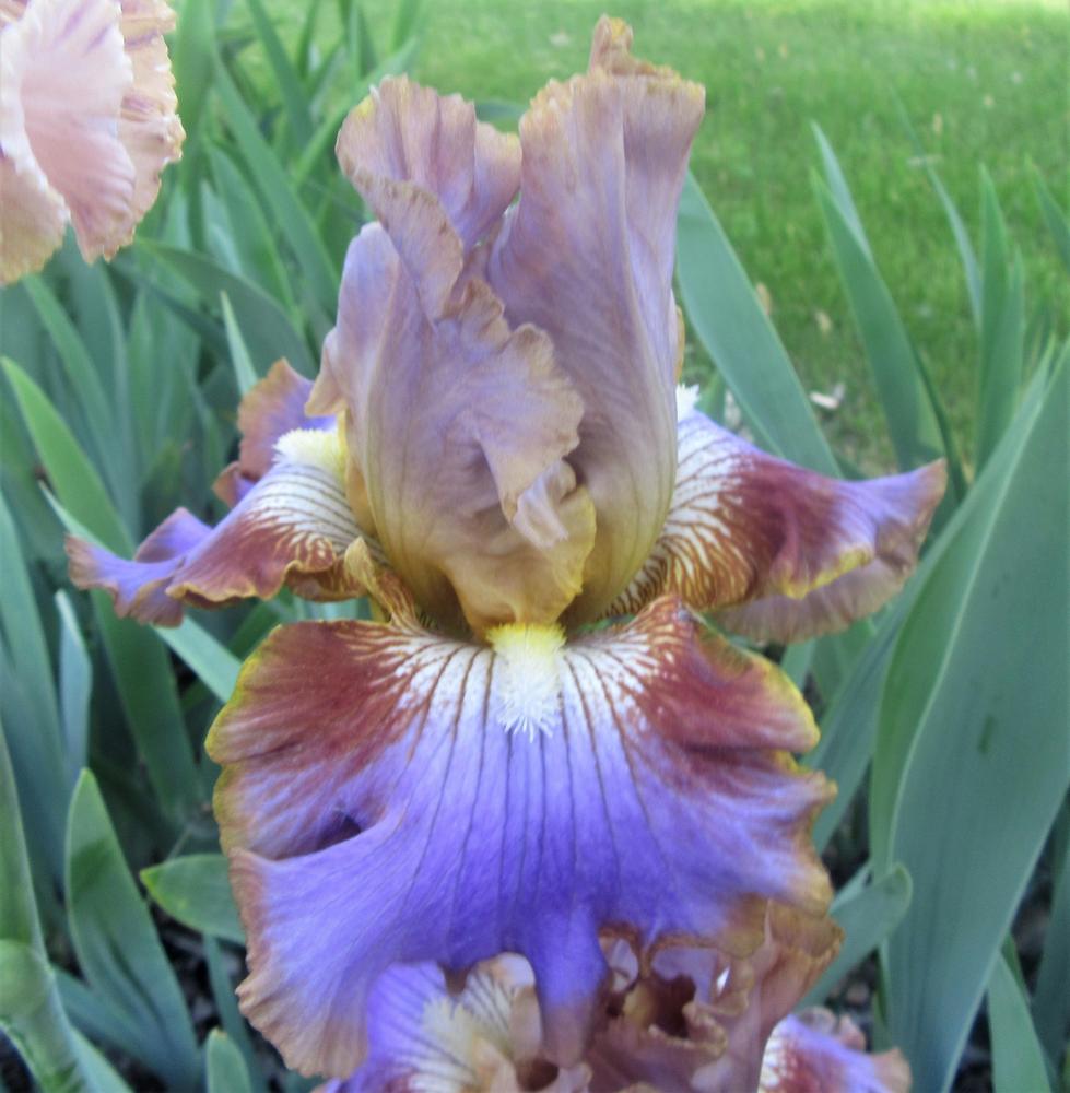 Photo of the bloom of Tall Bearded Iris (Iris 'Molokini') posted by tveguy3 - Garden.org