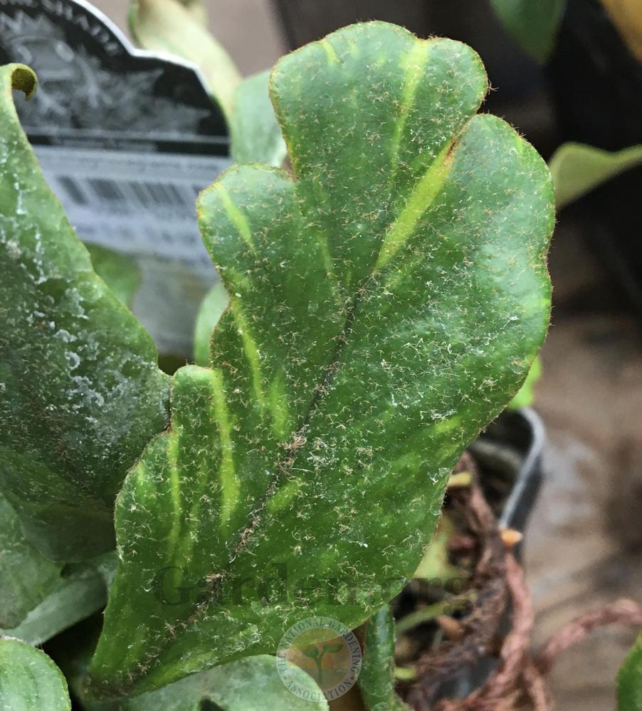Japanese Felt Fern (Pyrrosia lingua 'Variegata') - Garden.org