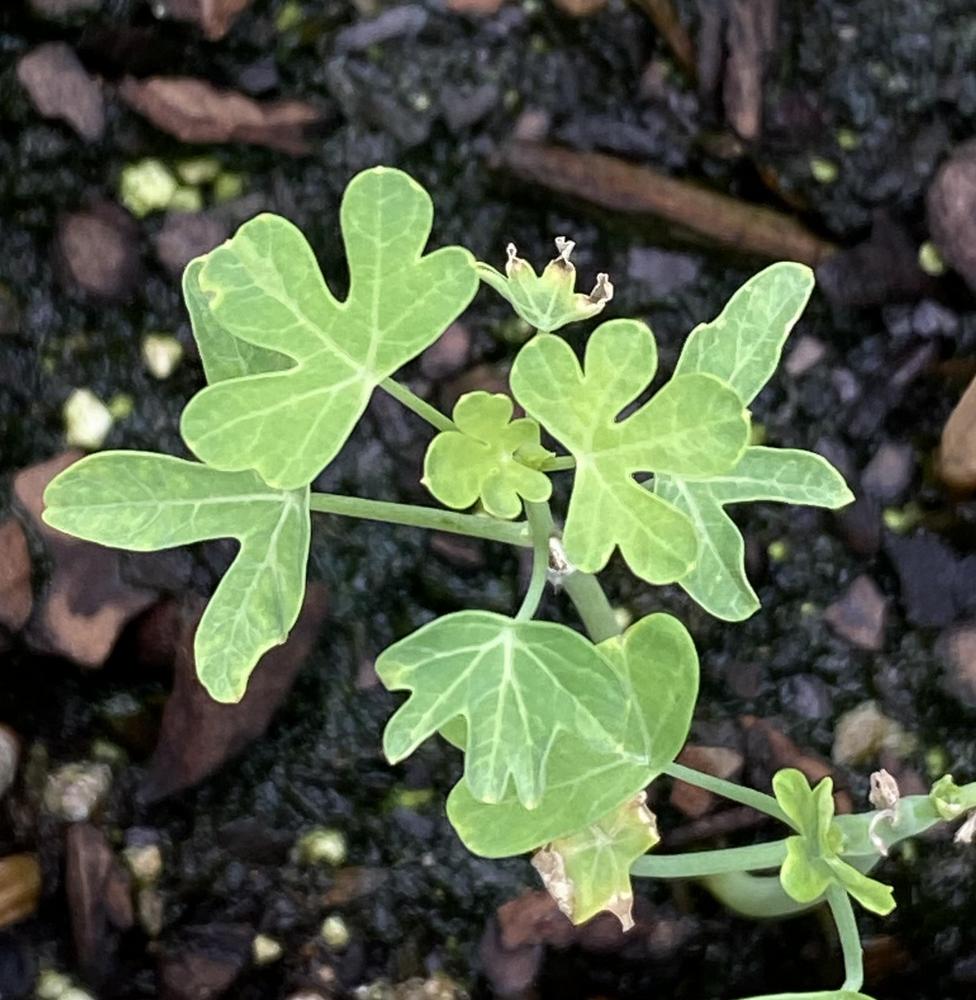 Photo of the seedling or young plant of Canary Creeper (Tropaeolum ...