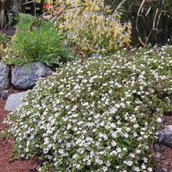 Bacopa (Sutera cordata Snowtopia®) - Garden.org