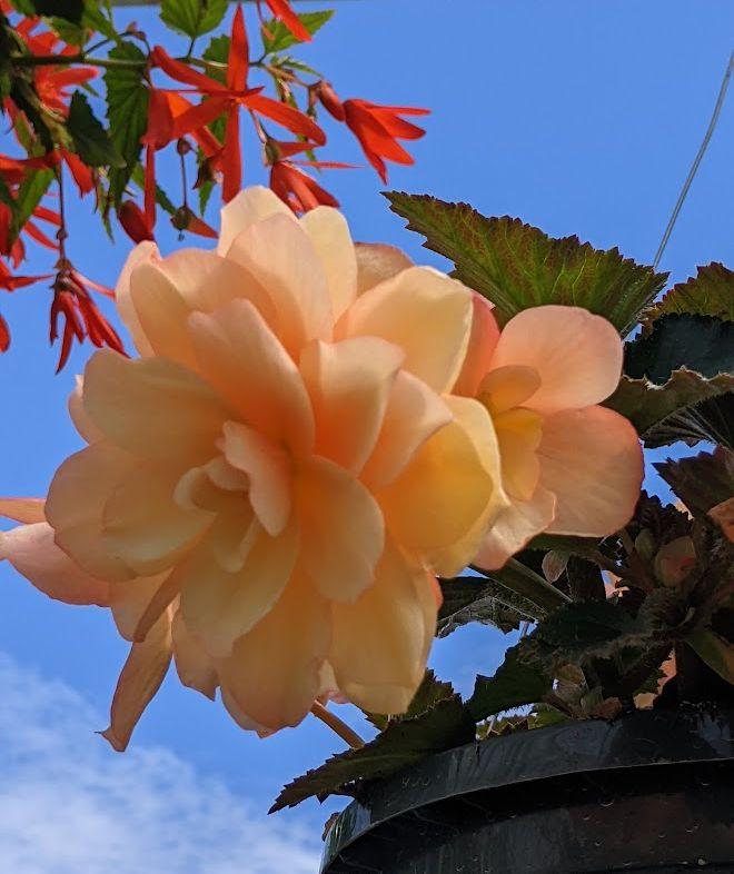 Photo of the bloom of Begonia Fragrant Falls® Peach posted by Joy ...