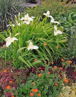 Photo of the entire plant of Mexican Shell Flower (Tigridia pavonia ...