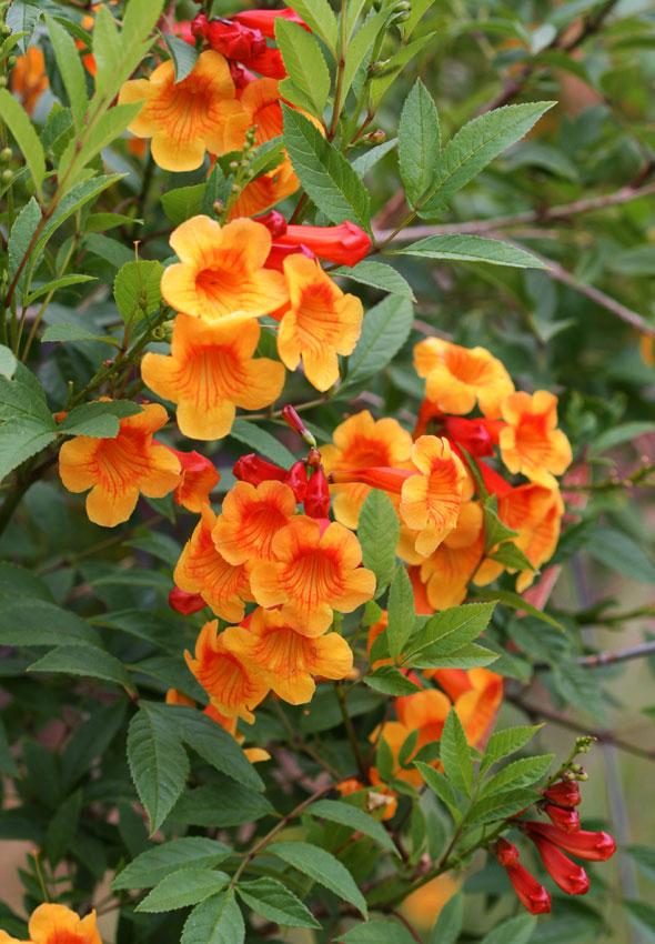 Photo of the bloom of Orange Esperanza (Tecoma 'Orange Jubilee') posted ...