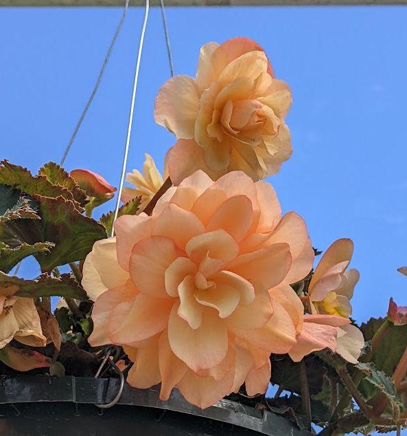 Photo of the bloom of Begonia Fragrant Falls® Peach posted by Joy ...