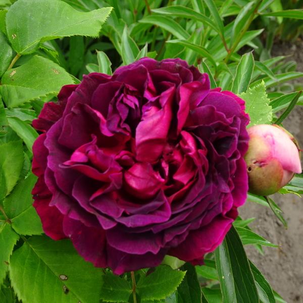 Photo of the bloom of Rose (Rosa 'Alfred Colomb') posted by Orsola ...
